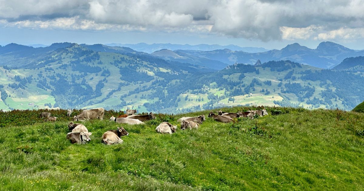 Partners and subcontractors | cocoproject.eu